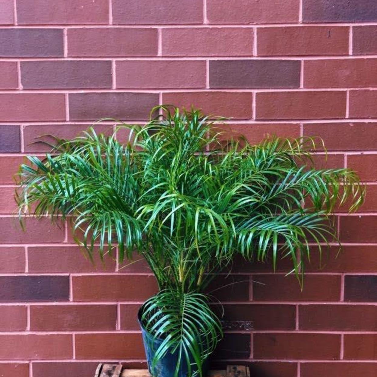 Roebelenii Palm | Rewild - Shaw / Georgetown - Washington, DC | ATTIC