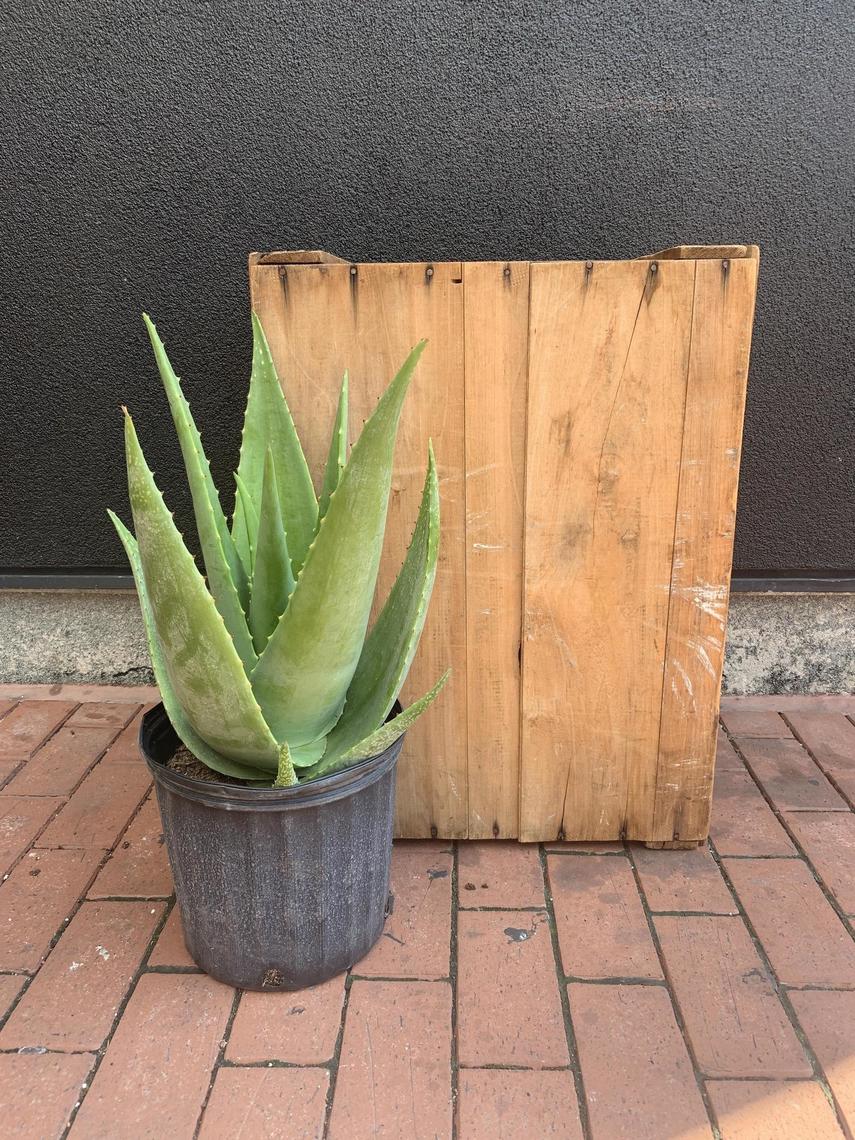 Aloe "Tomentosa" | Rewild | Shaw / Georgetown - Washington, DC