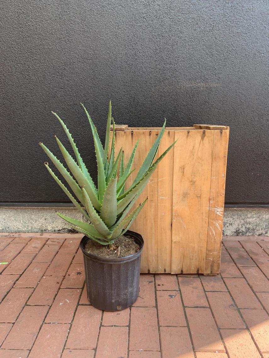 Aloe "Safari Orange" | Rewild | Shaw / Georgetown - Washington, DC