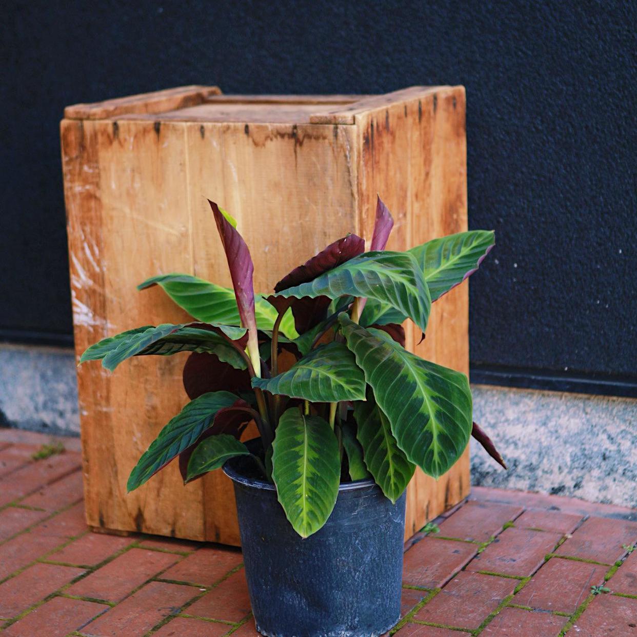 Calathea Jungle Velvet | Rewild - Shaw / Georgetown - Washington, DC ...