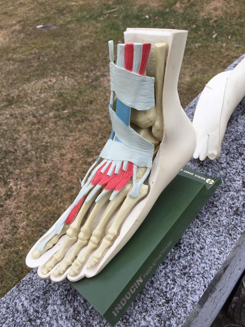 Medical Model Foot cross section Merck 1960s | MadModWorldVintage ...