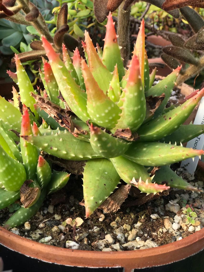Sharks-tooth Aloe Specimen Plant | Chartreuse & Co. | Frederick, MD