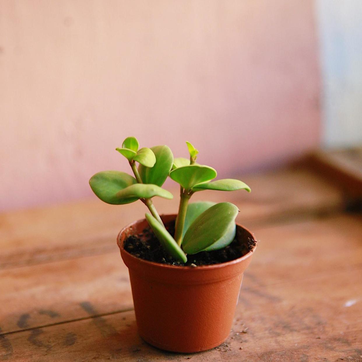 Peperomia Hope | Rewild - Shaw / Georgetown - Washington, DC | ATTIC