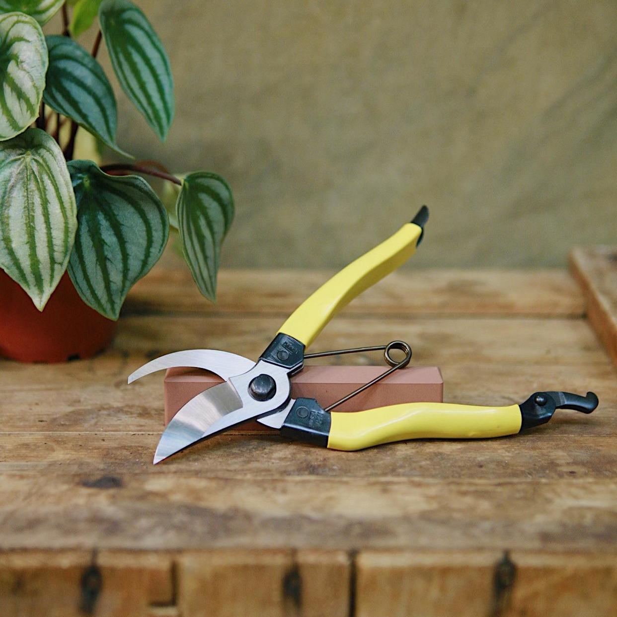 Niwaki Pruners | Rewild - Shaw / Georgetown - Washington, DC | ATTIC