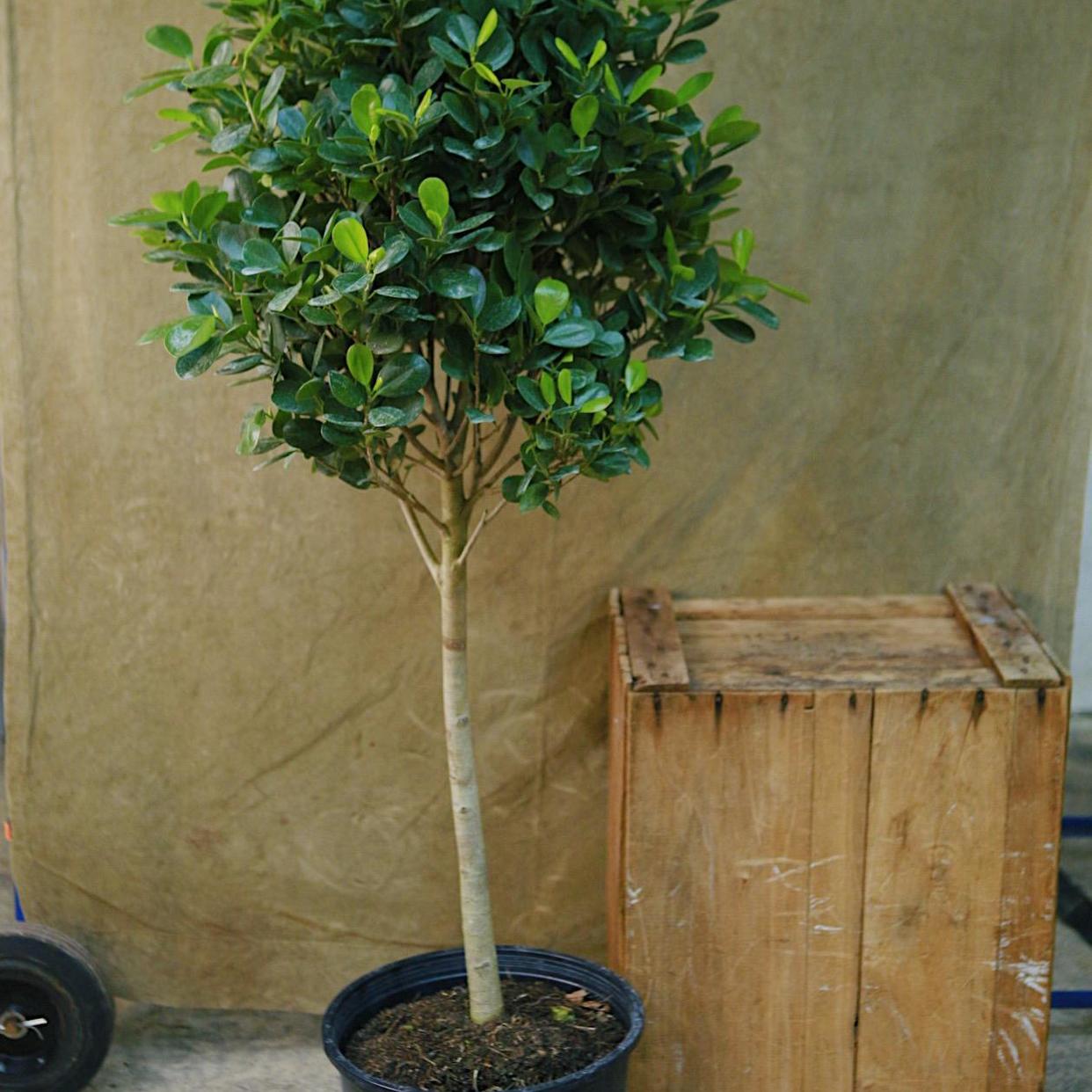 Ficus Daniella | Rewild - Shaw / Georgetown - Washington, DC | ATTIC