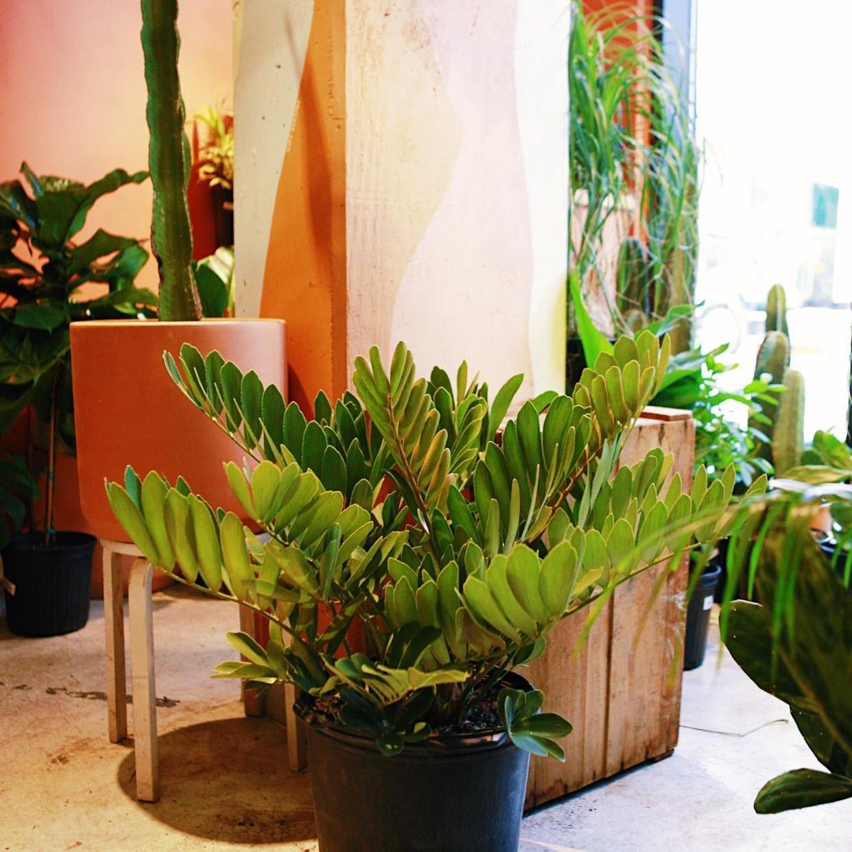 Cardboard Palm | Rewild - Shaw / Georgetown - Washington, DC | ATTIC