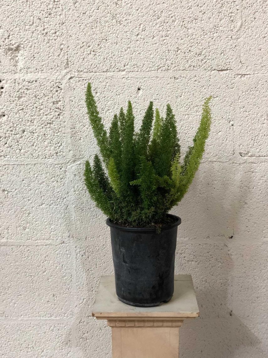 Foxtail Fern | Rewild | Shaw / Georgetown - Washington, DC
