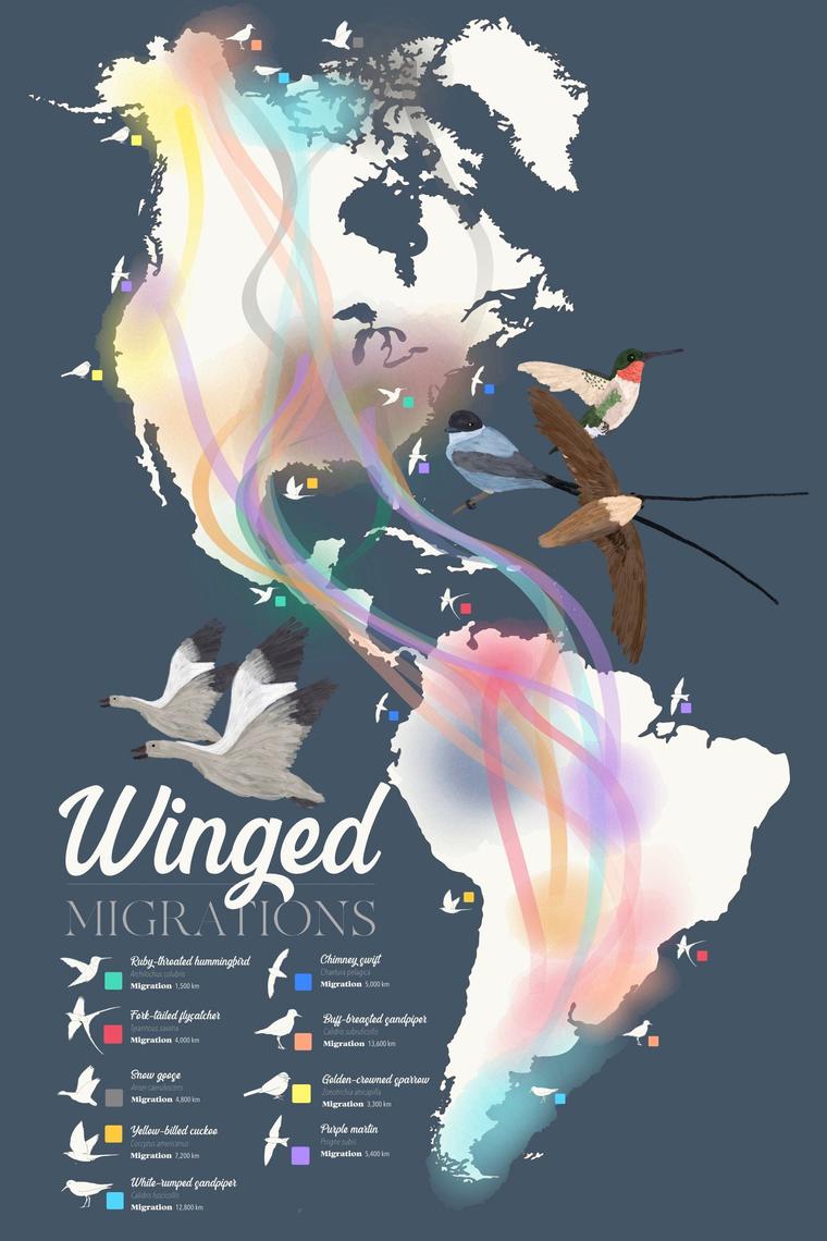 Western Hemisphere Bird Migrations Map: Winged Migrations, 18"x24 ...