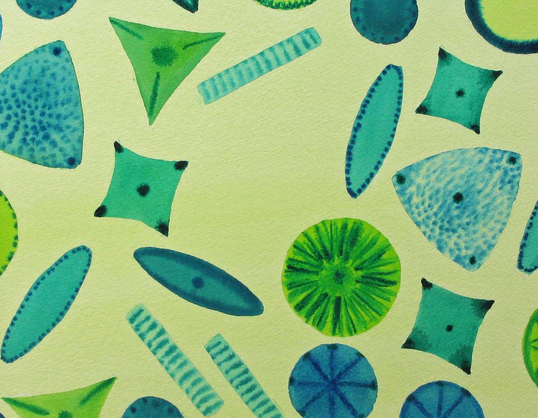 Marine Diatoms 4 - original watercolor painting of protists ...