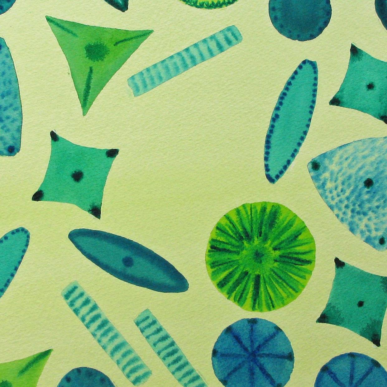 Marine Diatoms 4 - original watercolor painting of protists ...