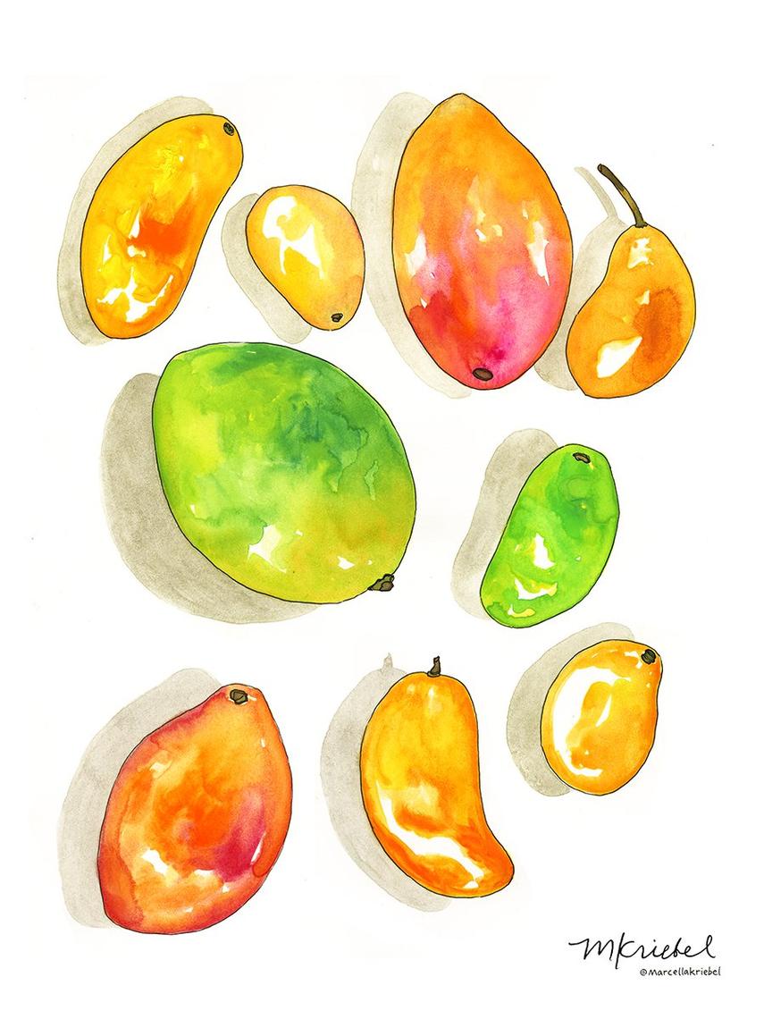 Mangoes Watercolor Art Print | Marcella Kriebel Art + Illustration ...
