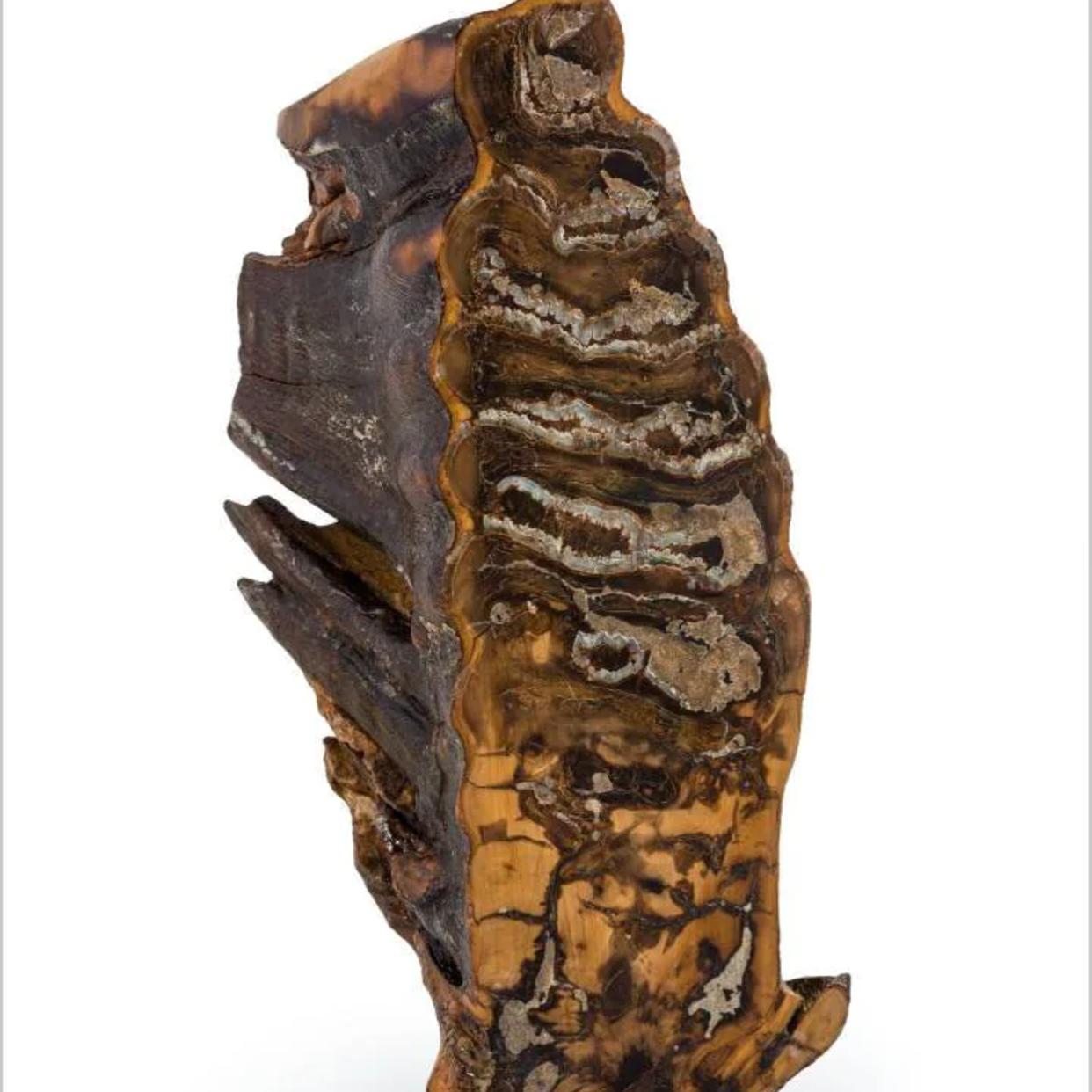 Woolly Mammoth Tooth Fossil Pleistocene, Prehistoric Alaska, North ...