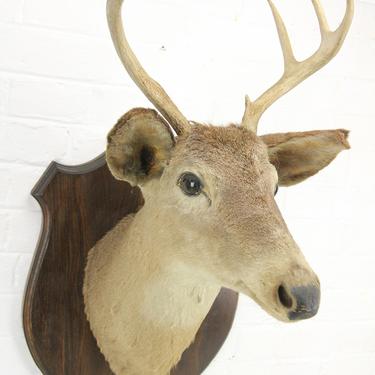 Antique Whitetail Deer 6-Point Buck Taxidermy Mount on | Memory Hole ...