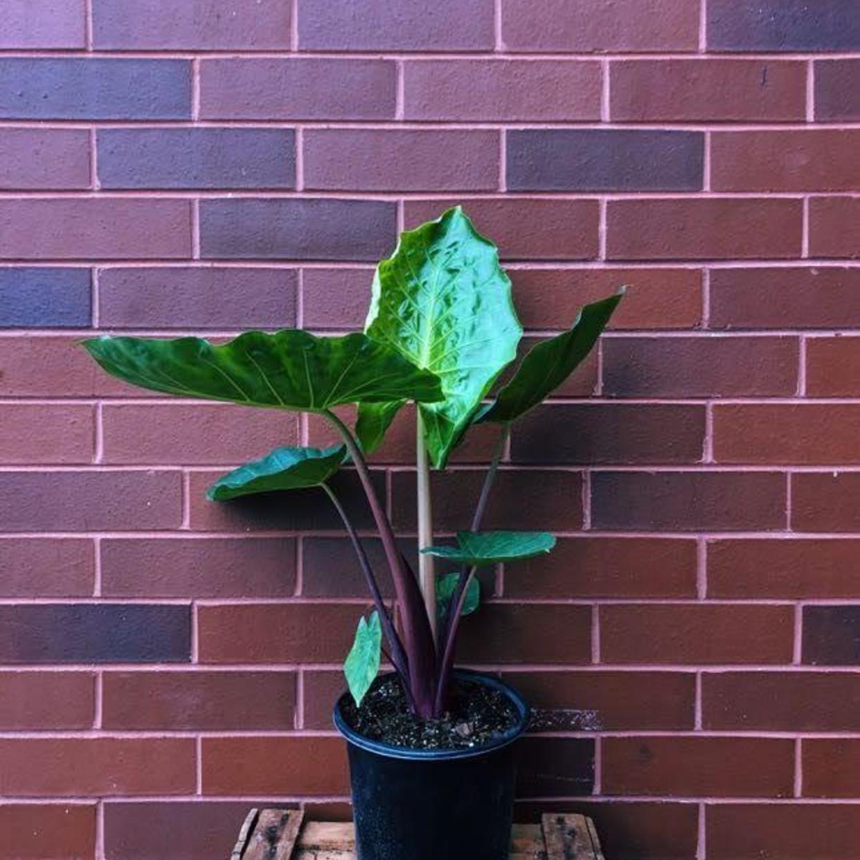 Alocasia Imperial Red | Rewild - Shaw / Georgetown - Washington, DC | ATTIC