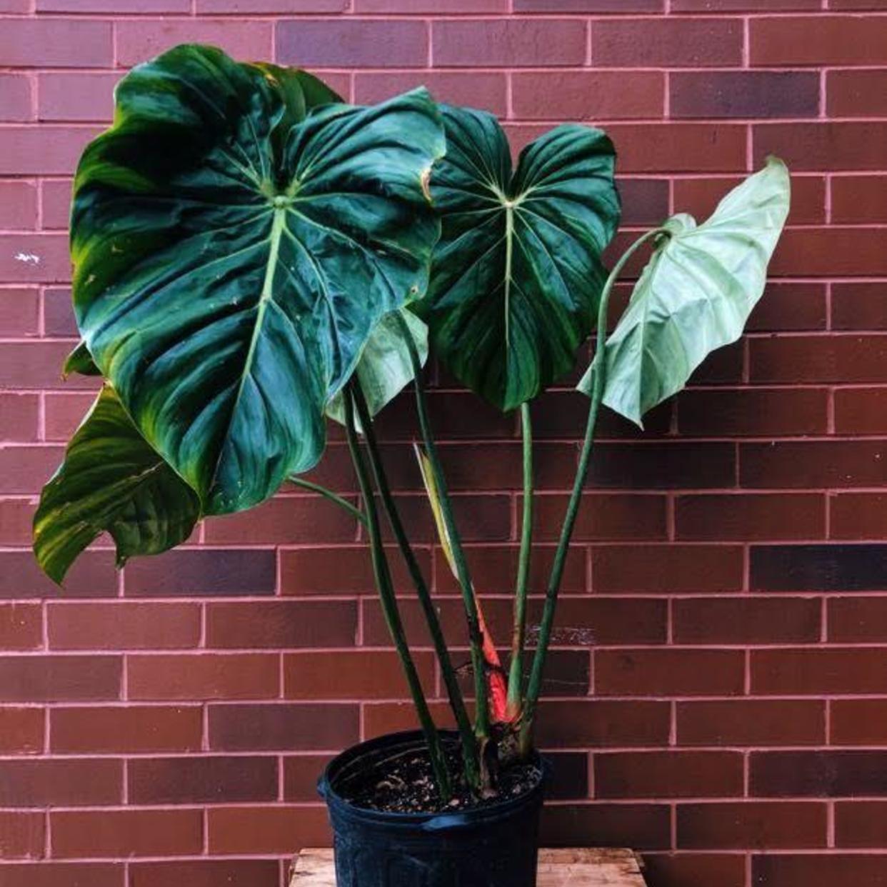 Philodendron Gloriosum | Rewild - Shaw / Georgetown - Washington, DC ...