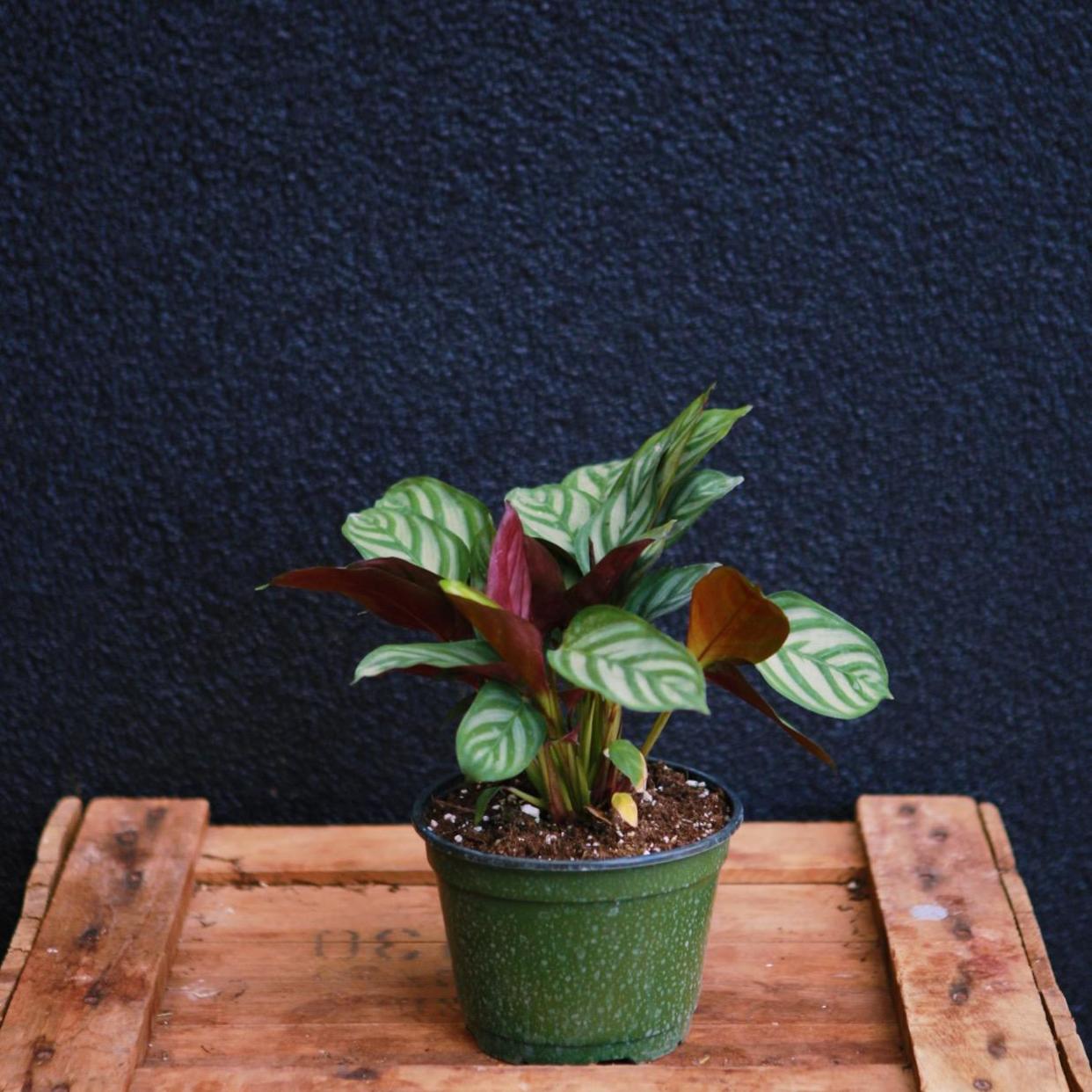 Calathea Exotica | Rewild - Shaw / Georgetown - Washington, DC | ATTIC