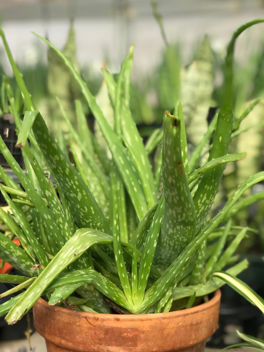 Aloe Specimen Plant | Chartreuse & Co. | Frederick, MD