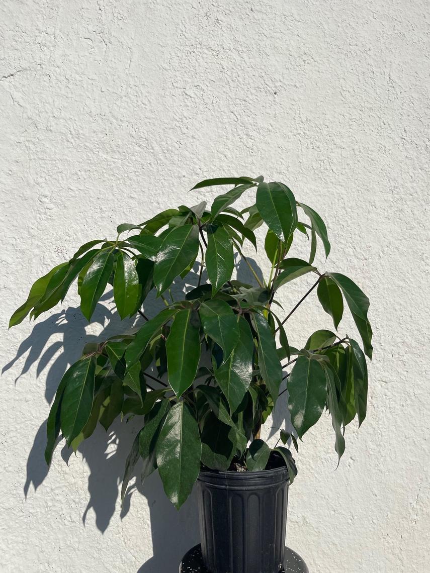 8" Schefflera Amate | Good Neighbor | Baltimore, MD
