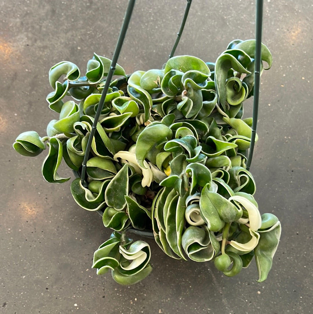 6” Hoya Compacta Variegata | Jungle and Loom | Washington, DC