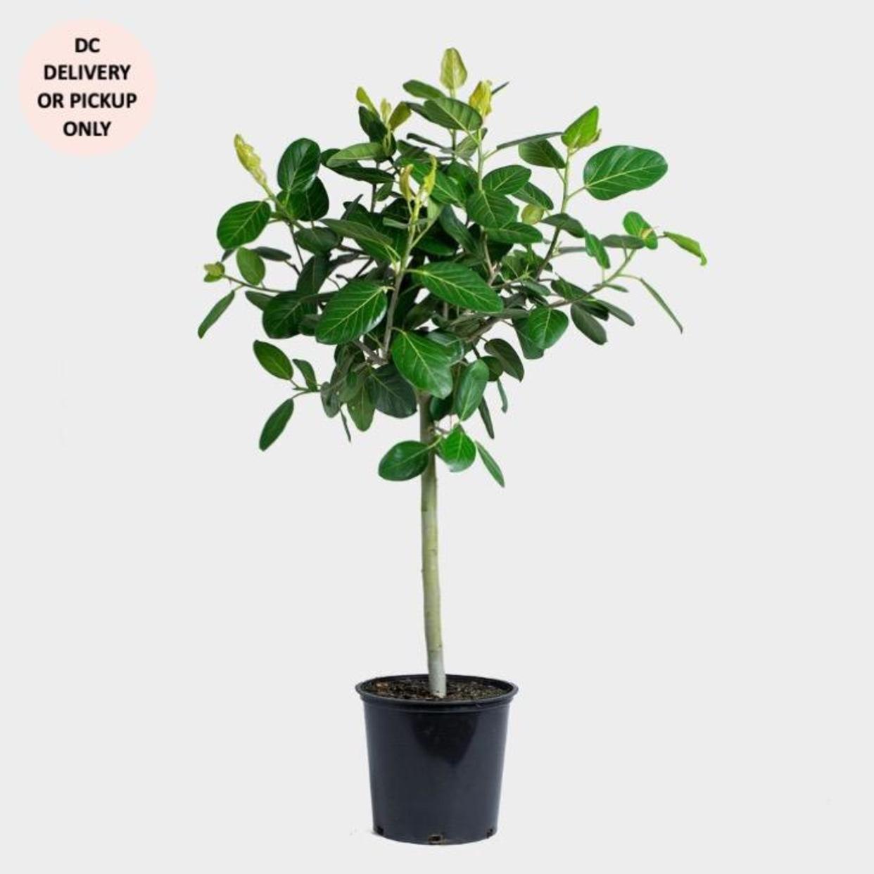 Ficus Audrey Plant | Little Leaf Shop - 14th Street - Washington, DC ...