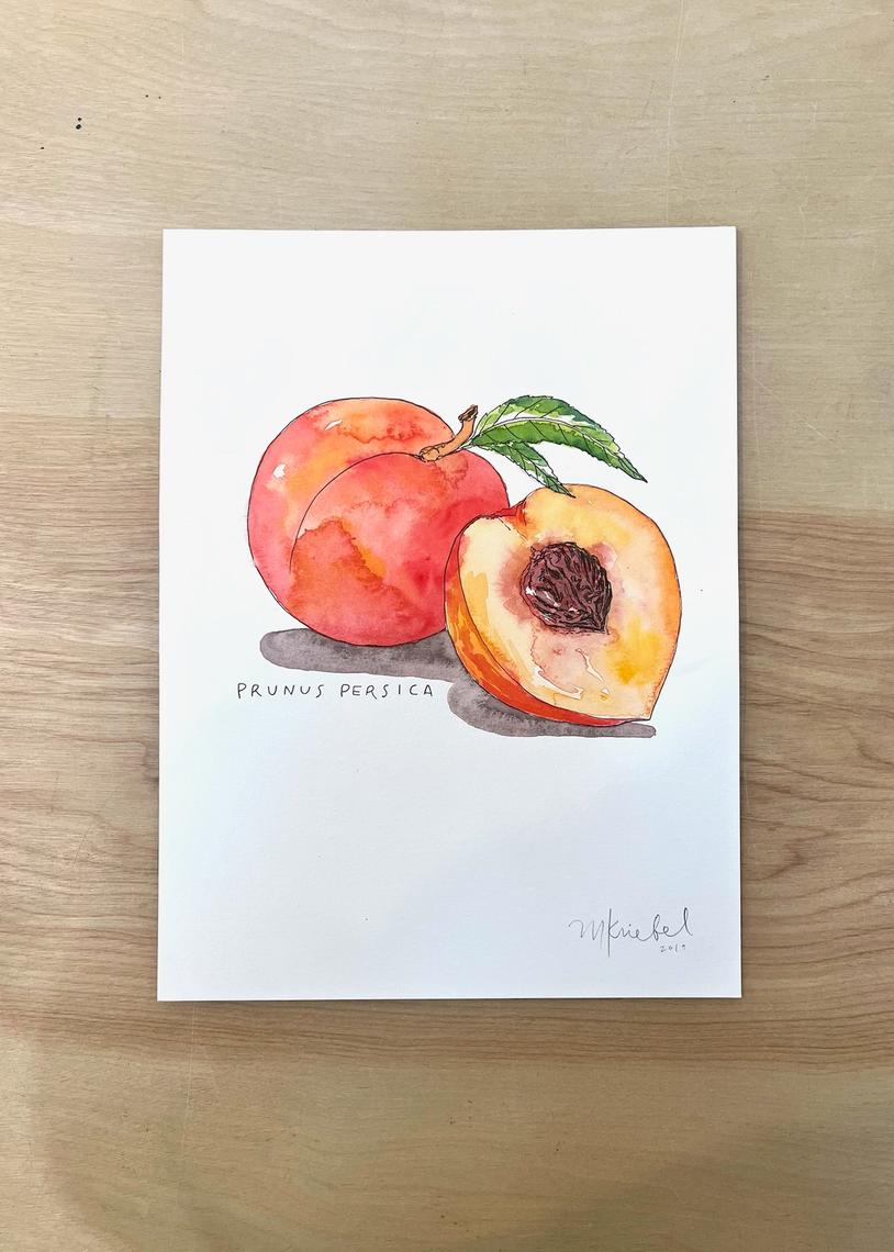 Peaches Origional Watercolor Painting | Marcella Kriebel Art ...