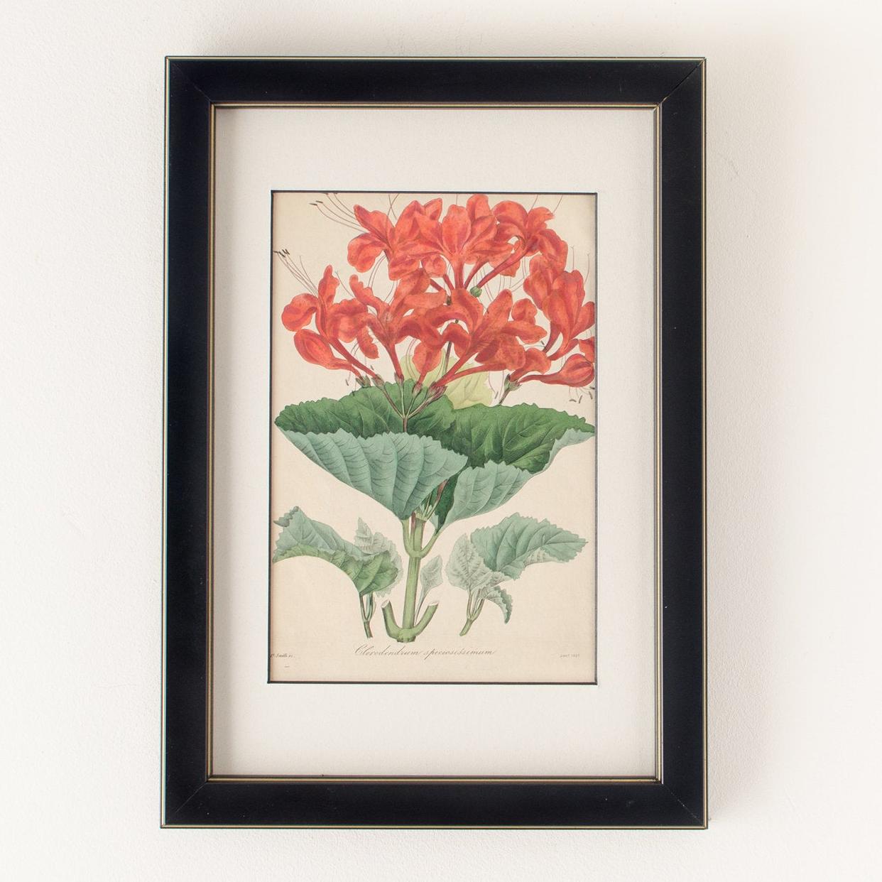 Antique Hand Colored Lithograph Framed Clerodendrum Speciosissimum ...
