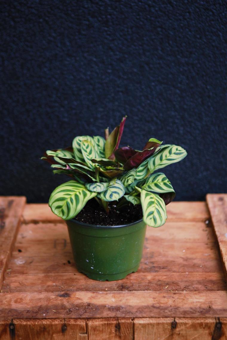 Stromanthe Burle Marx | Rewild | Shaw / Georgetown - Washington, DC