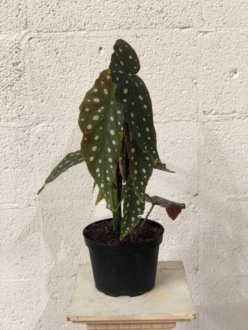 Begonia Maculata | Rewild | Shaw / Georgetown - Washington, DC