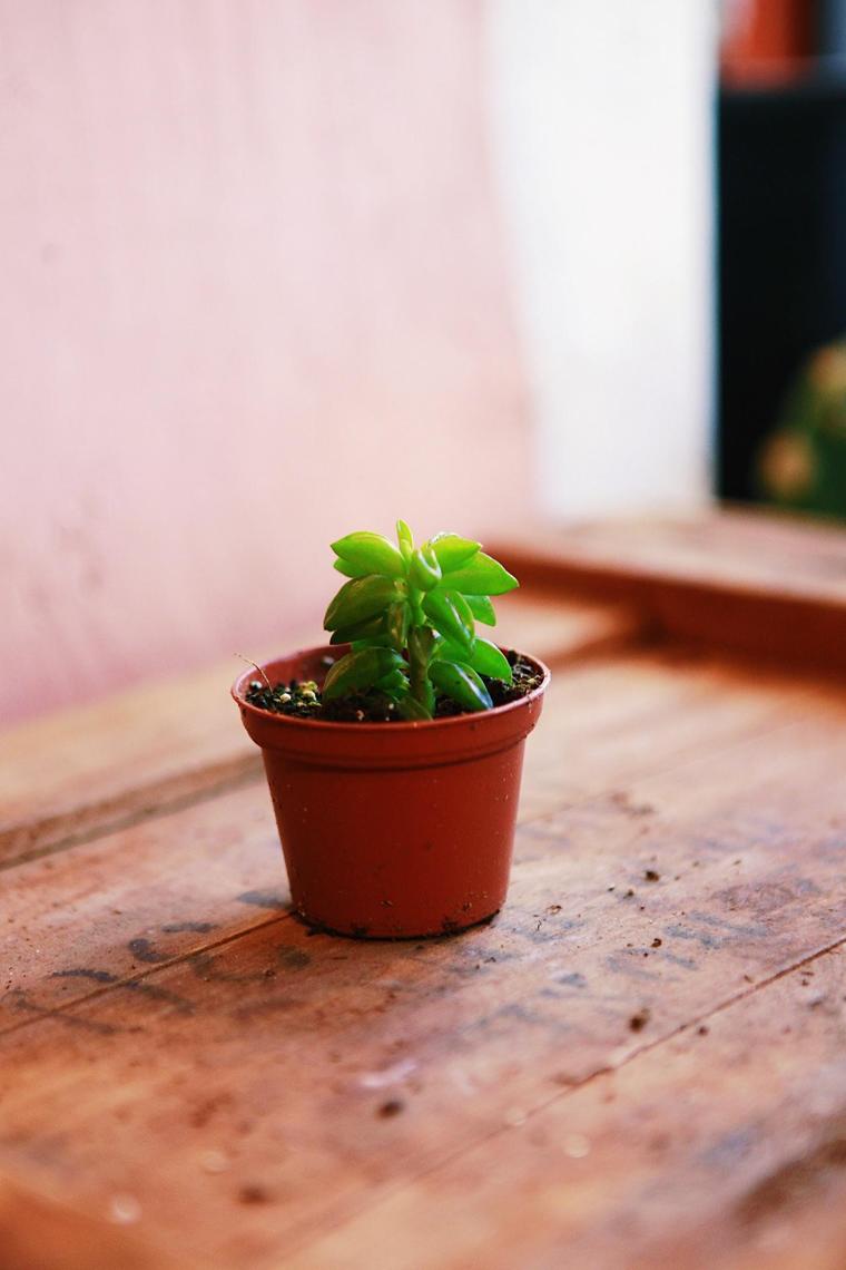 Peperomia Axillaris | Rewild | Shaw / Georgetown - Washington, DC