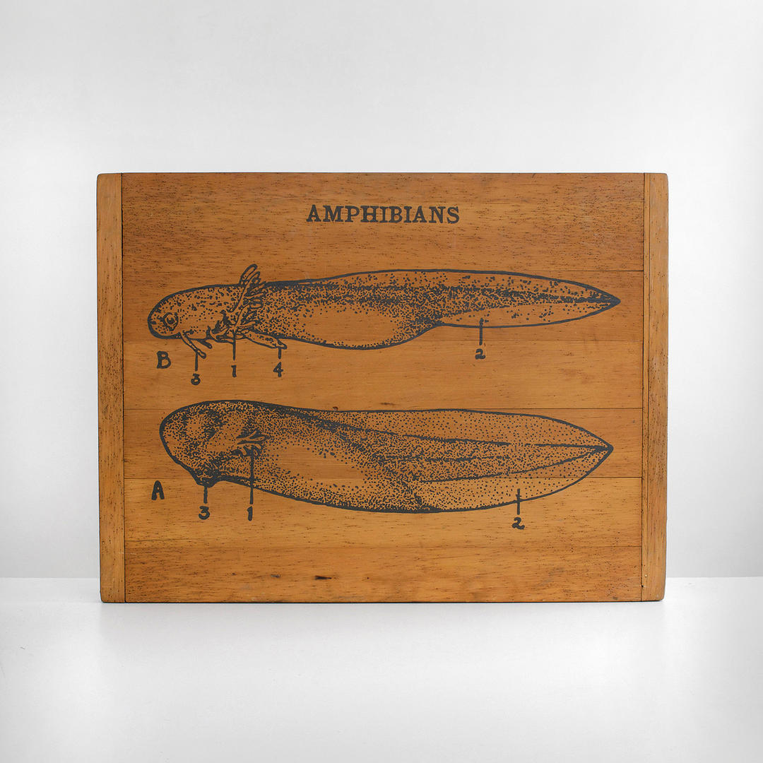 original pencil drawing, tadpole drawing, original natural history ...