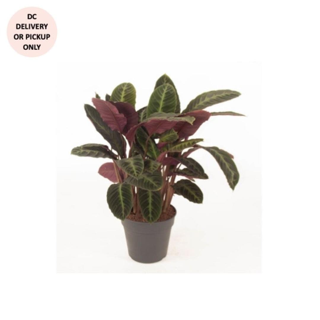 Calathea Jungle Velvet Plant | Little Leaf Shop | 14th Street ...