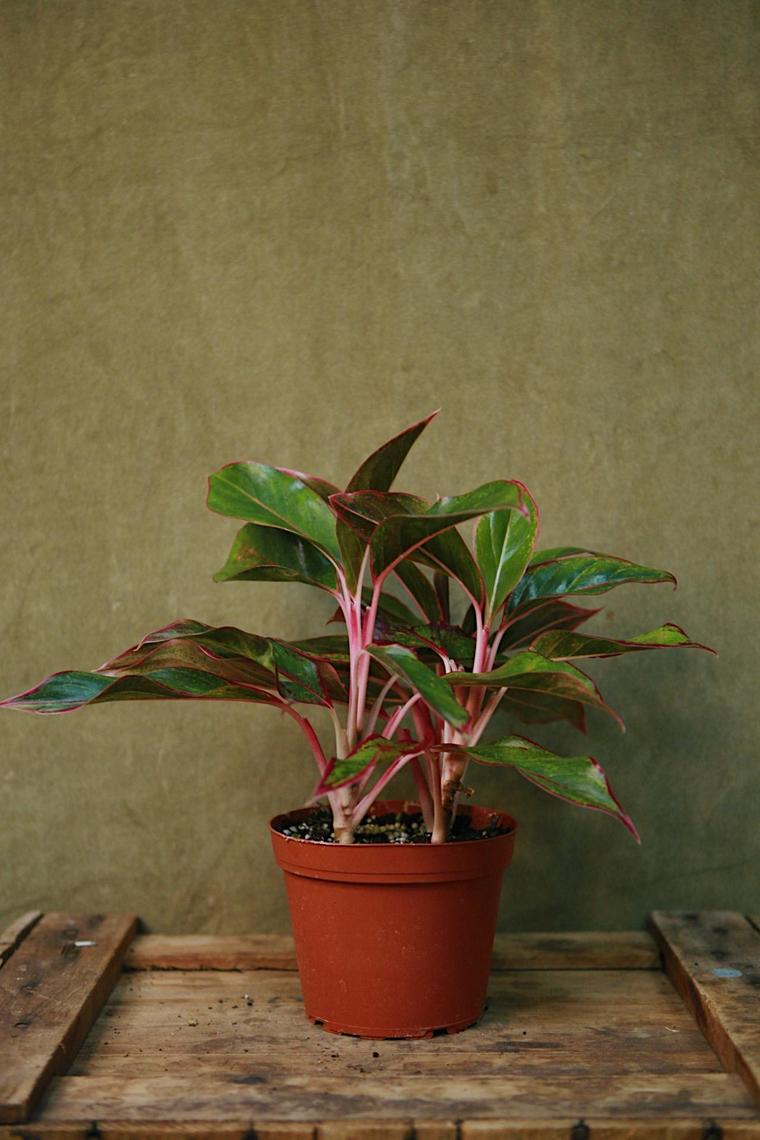 Aglaonema "Siam" | Rewild | Shaw / Georgetown - Washington, DC