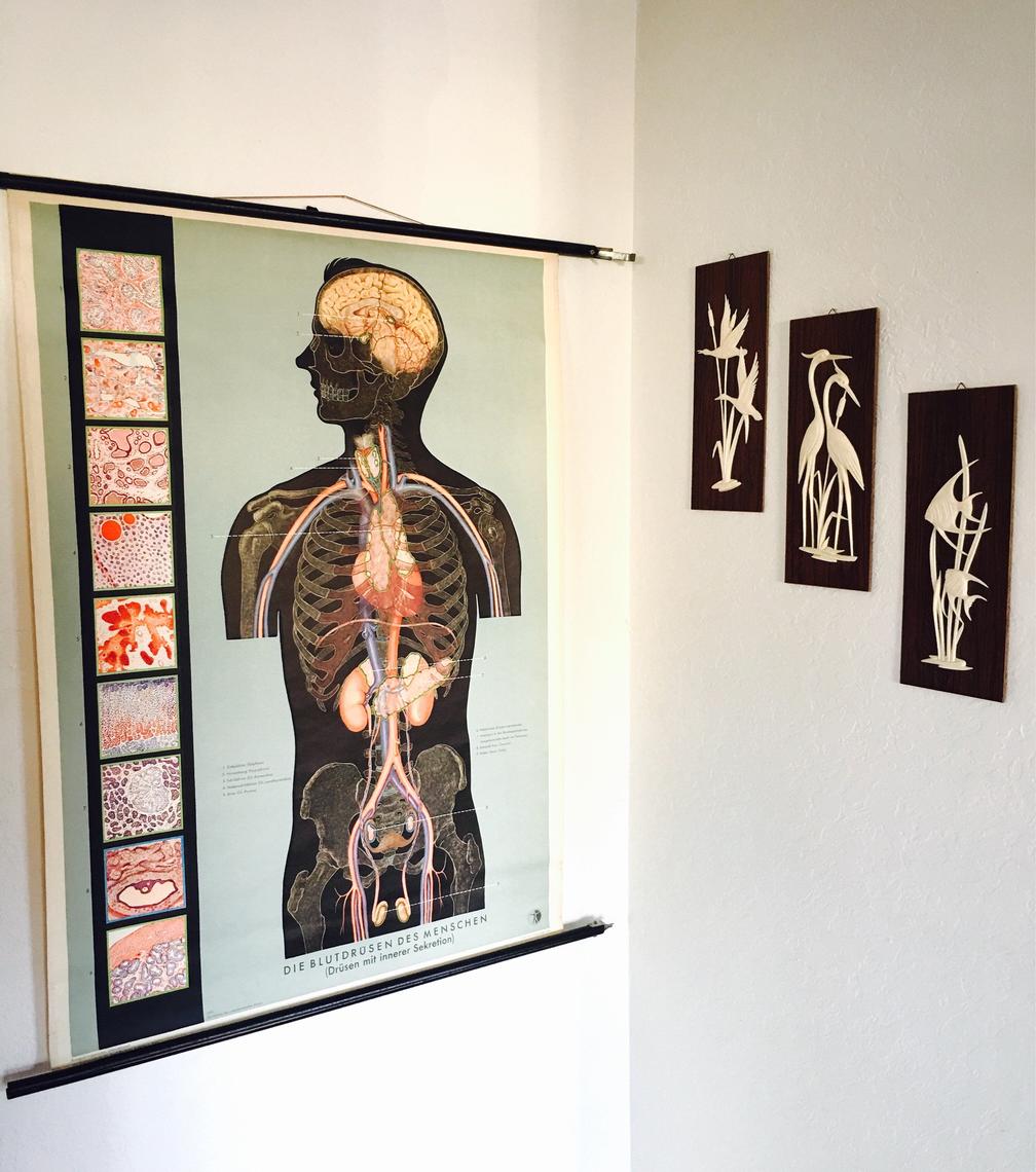 Vintage Medical Pull Down Chart, Educational Pull Down Poster, Pull ...