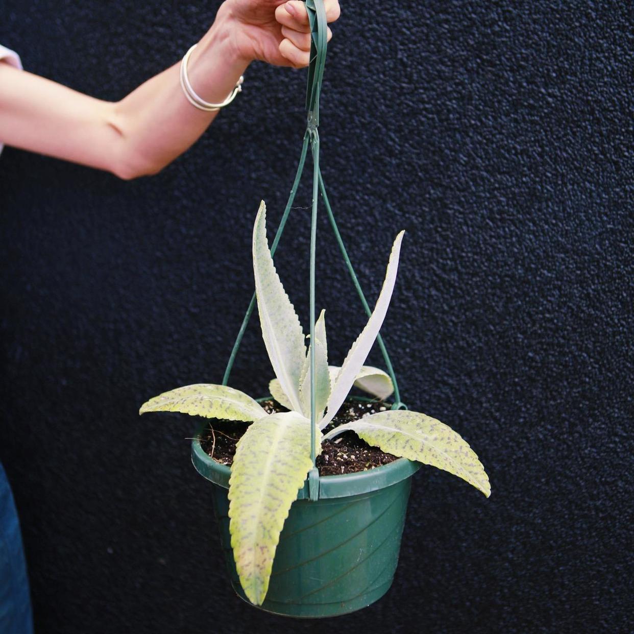 Kalanchoe "Donkey Ear" | Rewild - Shaw / Georgetown - Washington, DC ...