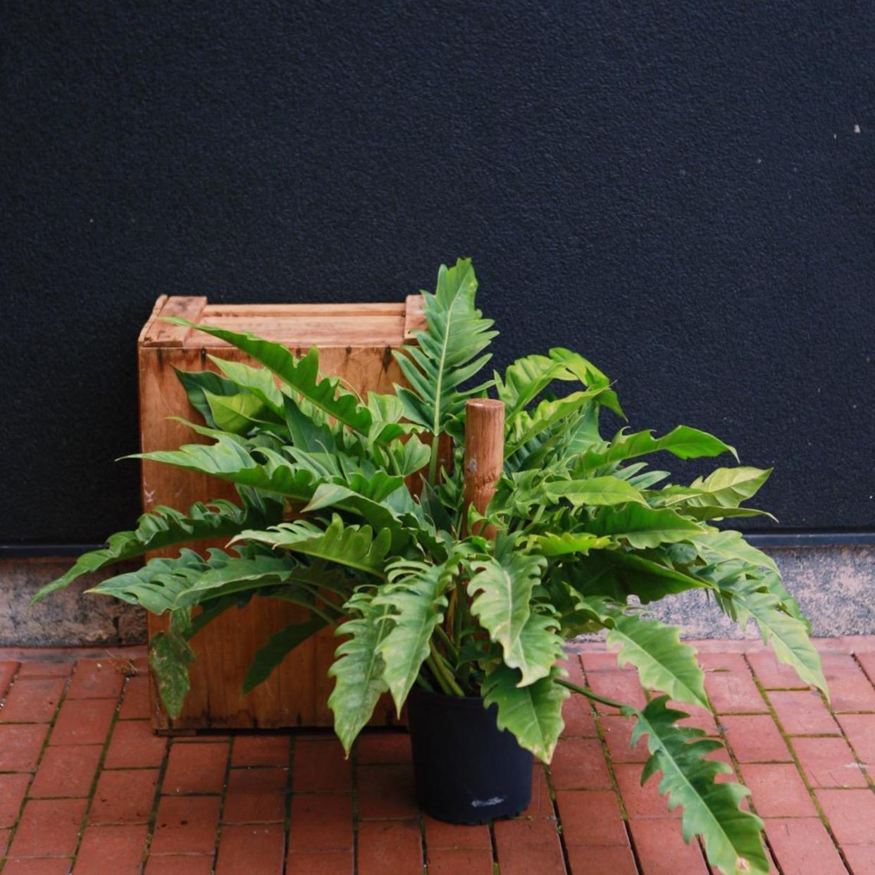 Philodendron Narrow Totem | Rewild - Shaw / Georgetown - Washington, DC ...